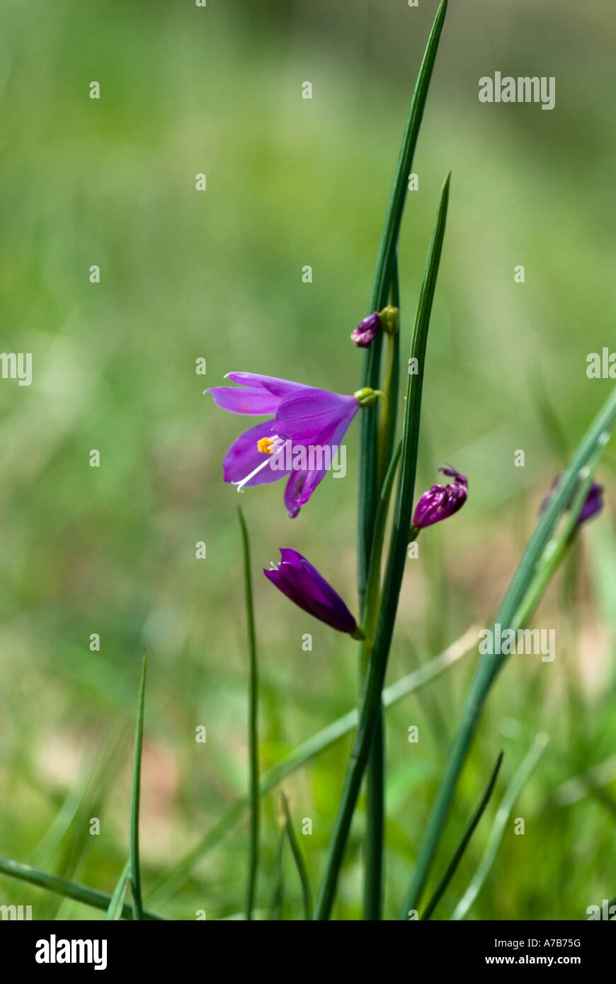 Satin flower hi-res stock photography and images - Alamy