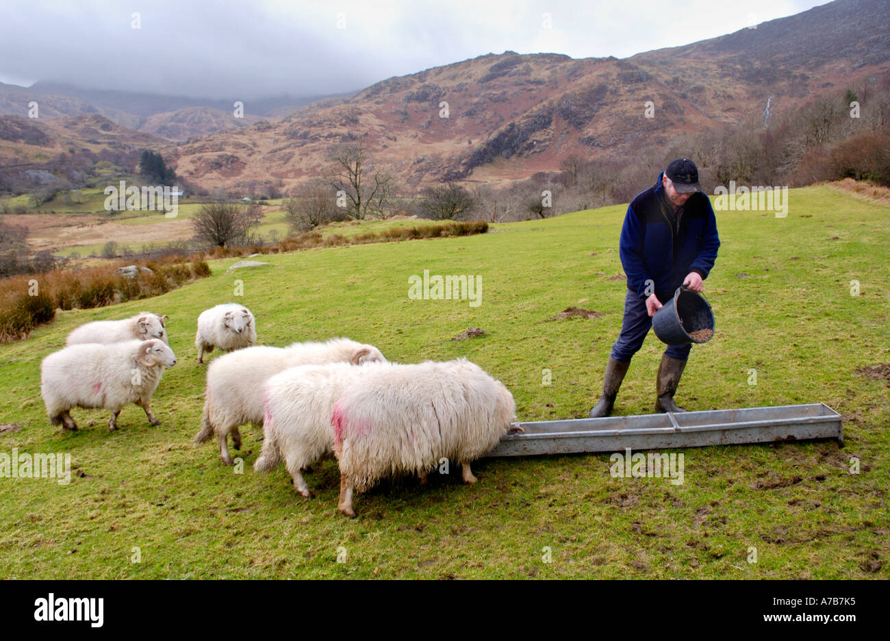Sheep farmer feeding his rams on his farm in Snowdonia, still suffering ...