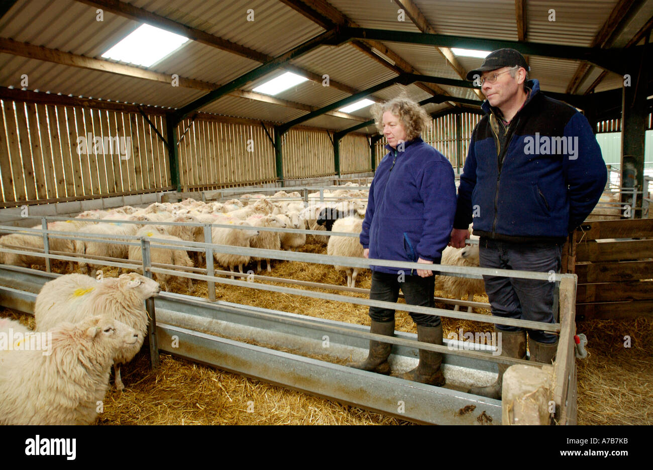 Sheep farmers looking at their flock in Snowdonia still suffering the ...