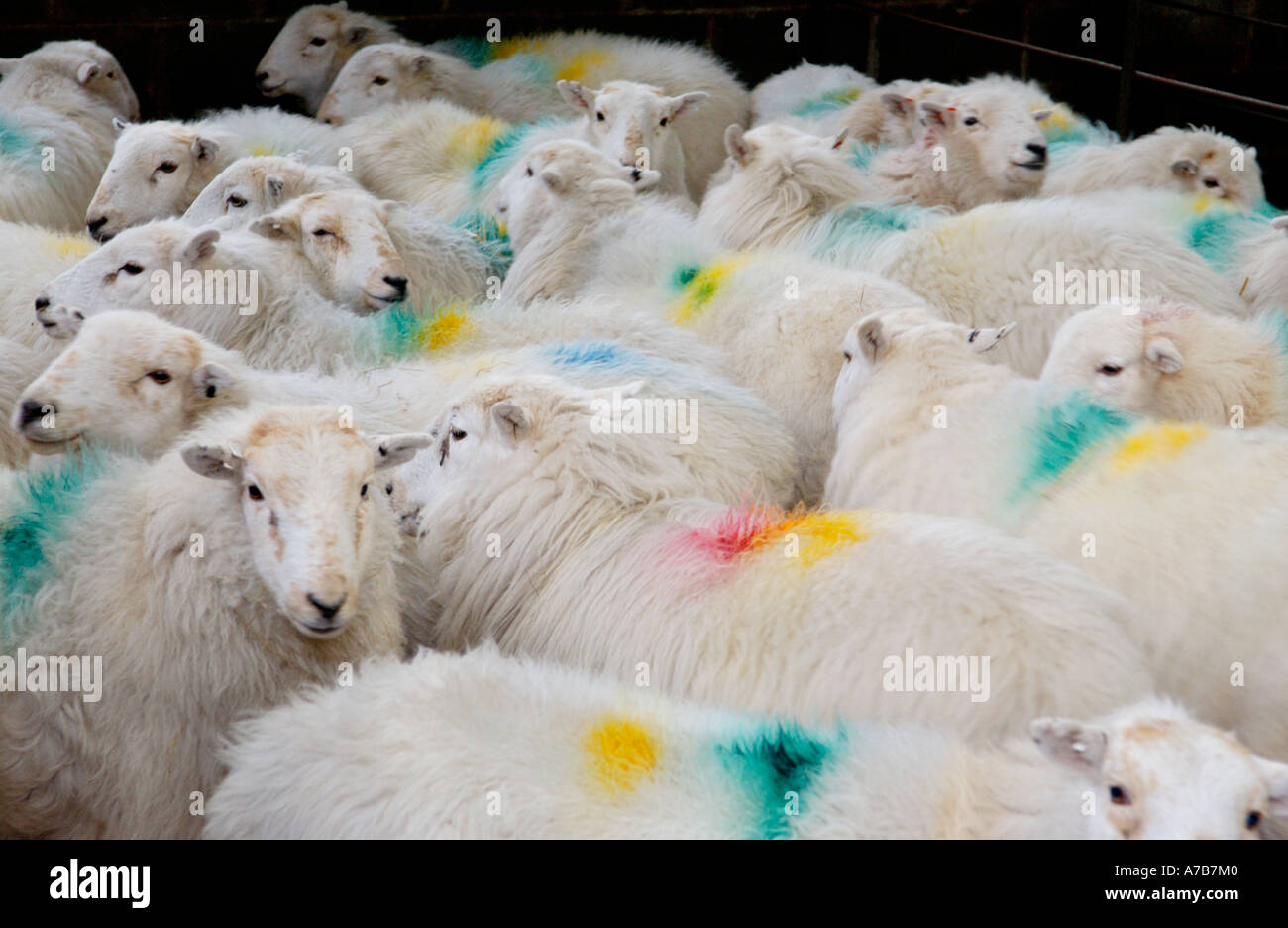 Sheep, still suffering the effects of radioactive fallout, on farm in ...