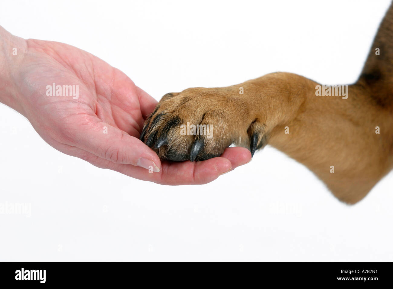 Human hand and dog's paw Stock Photo - Alamy