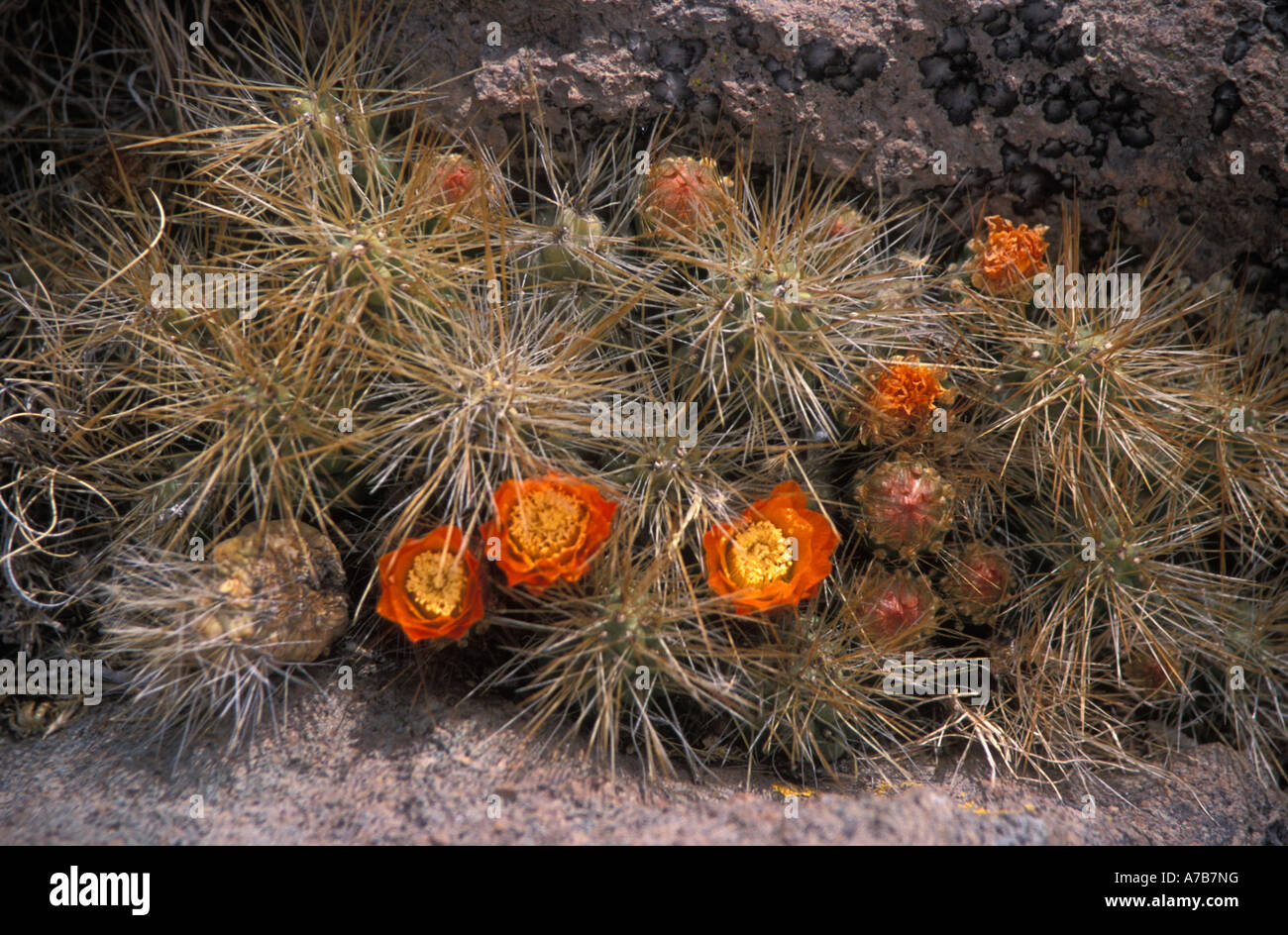 Peru Local Caption Andes Road to Puno Local Fauna Flowers Stock Photo ...