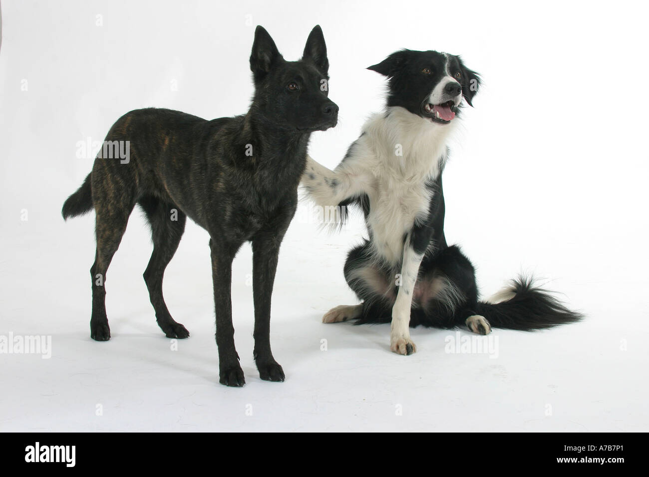 Dutch shepherd hollandse herder hi-res stock photography and images - Alamy