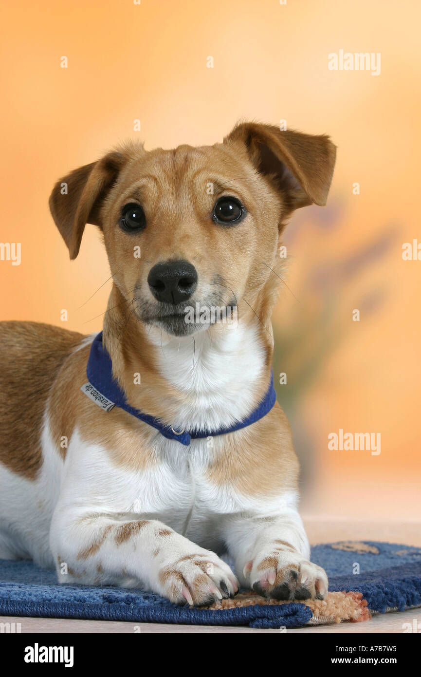 Russell terrier adult dog lying hi-res stock photography and images - Alamy