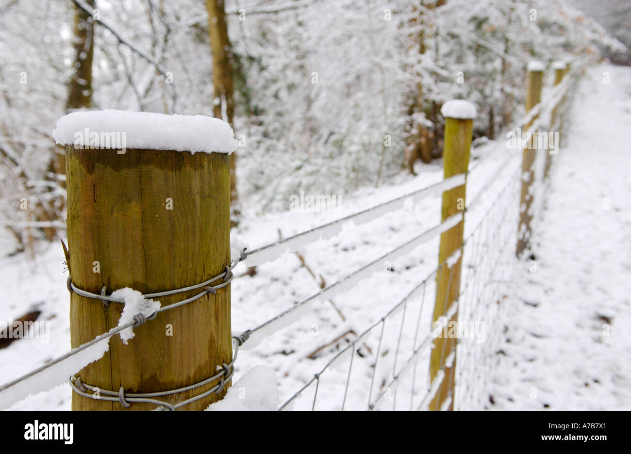 Wire fence boundary at woodland nature reserve covered in snow at Allt ...