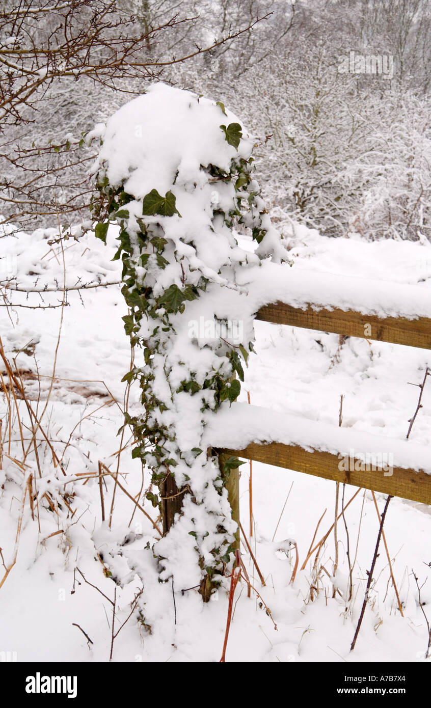 Ivy covered post with snow hi-res stock photography and images - Alamy