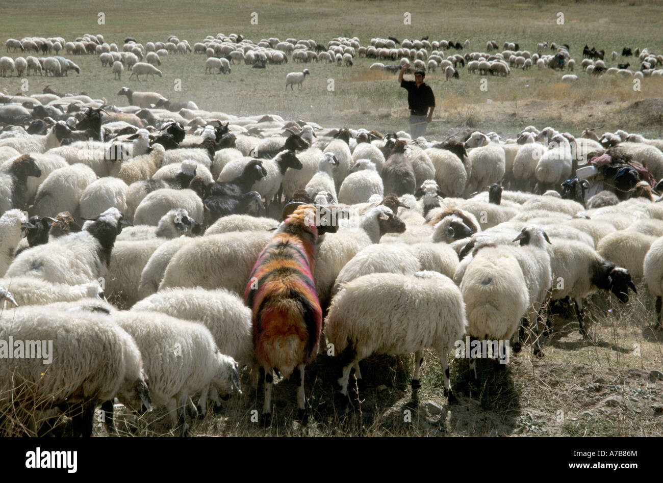 Peru Local Caption Cusco Sheep with Shepherd outside Cusco Stock Photo ...
