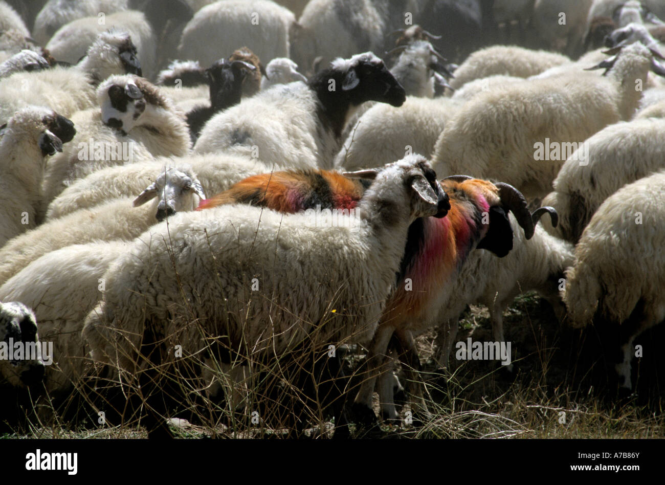 Peru Local Caption Cusco Sheep with Shepherd outside Cusco Stock Photo ...