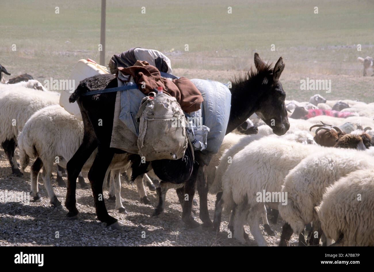 Peru Local Caption Cusco Sheep with Shepherd outside Cusco Stock Photo ...