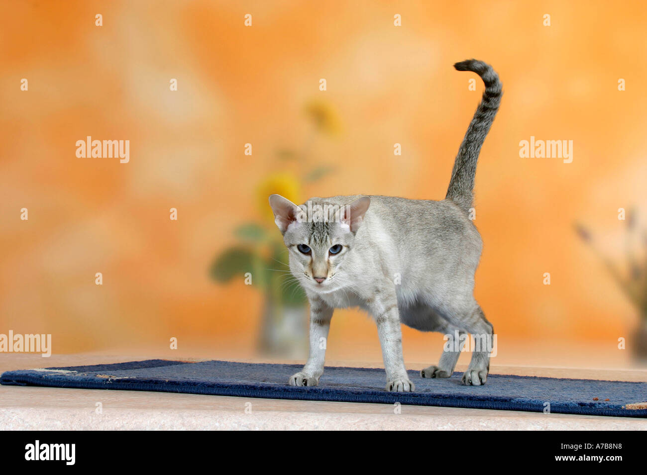 Siamese Cat Stock Photo - Alamy