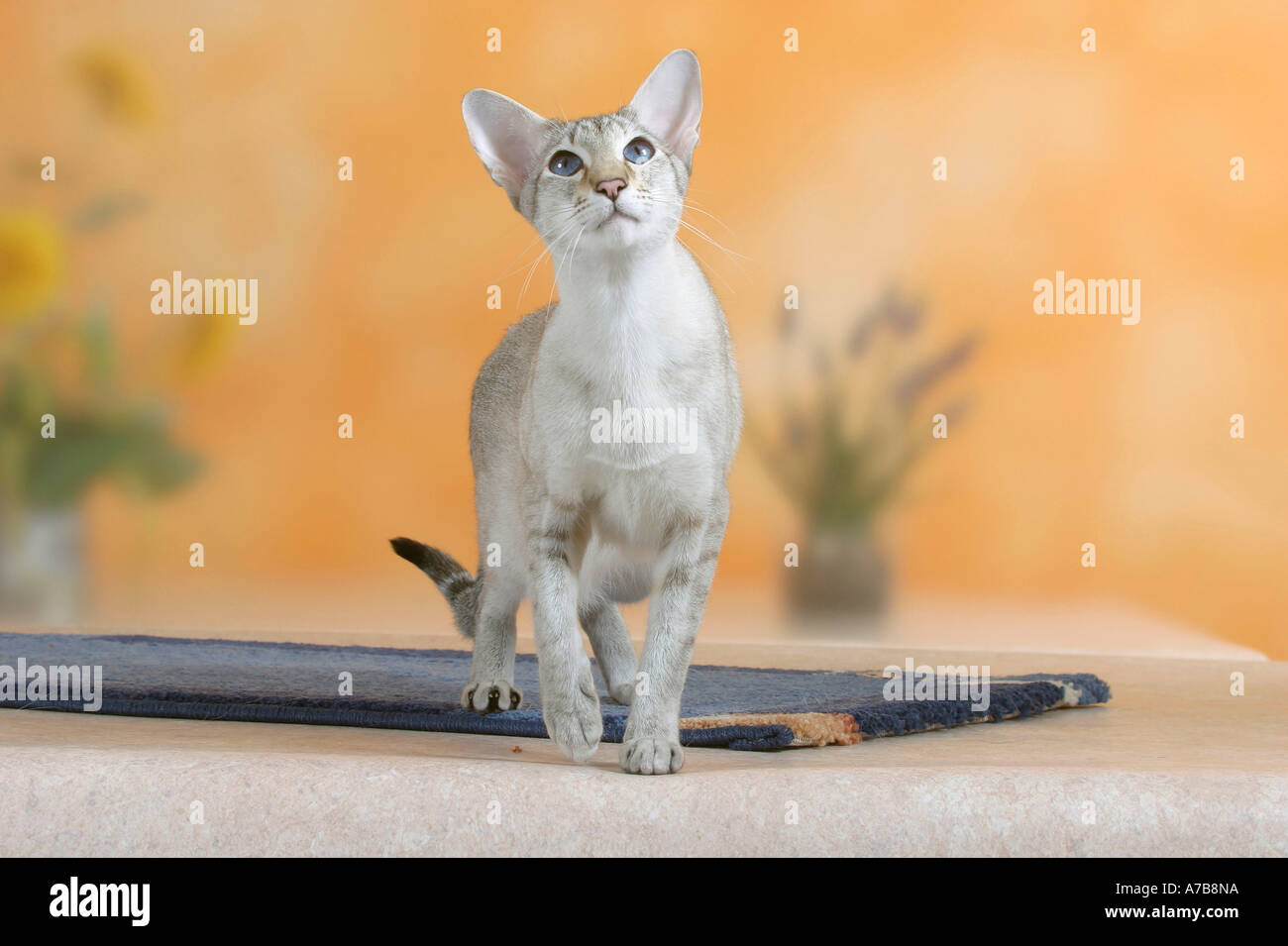 Siamese Cat Stock Photo - Alamy