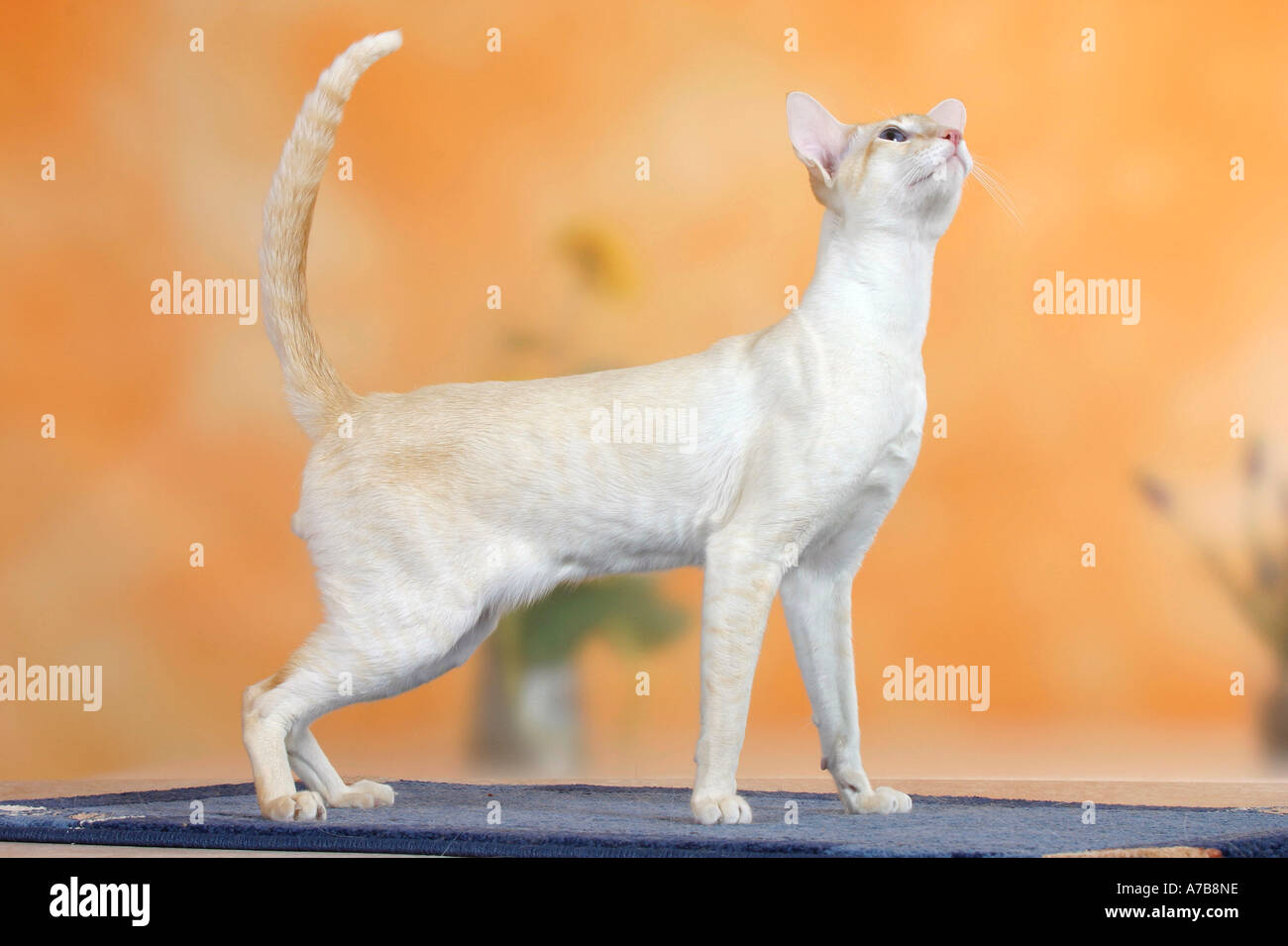 Siamese Cat Stock Photo - Alamy