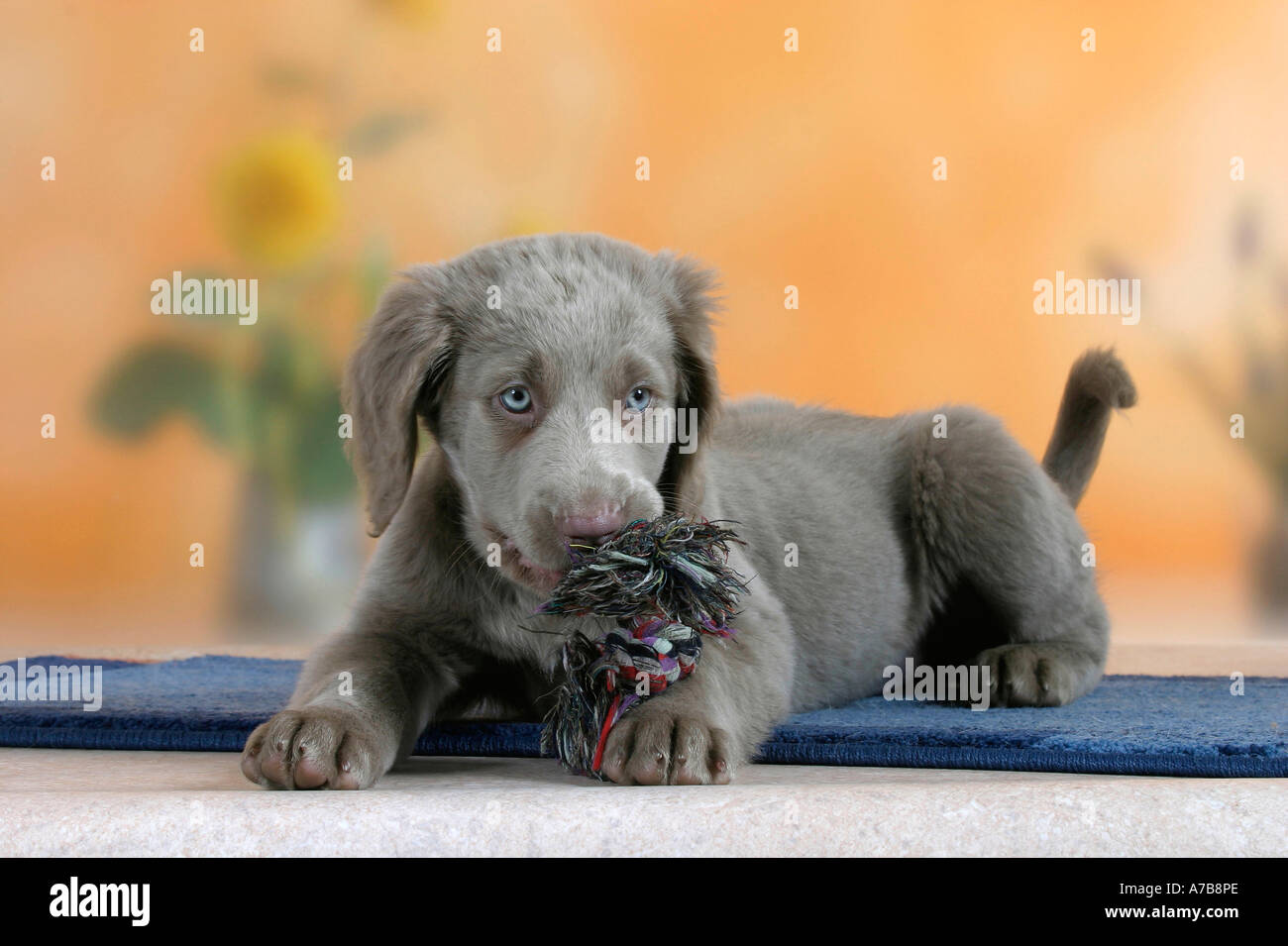 Long Haired Weimaraner High Resolution Stock Photography and Images - Alamy