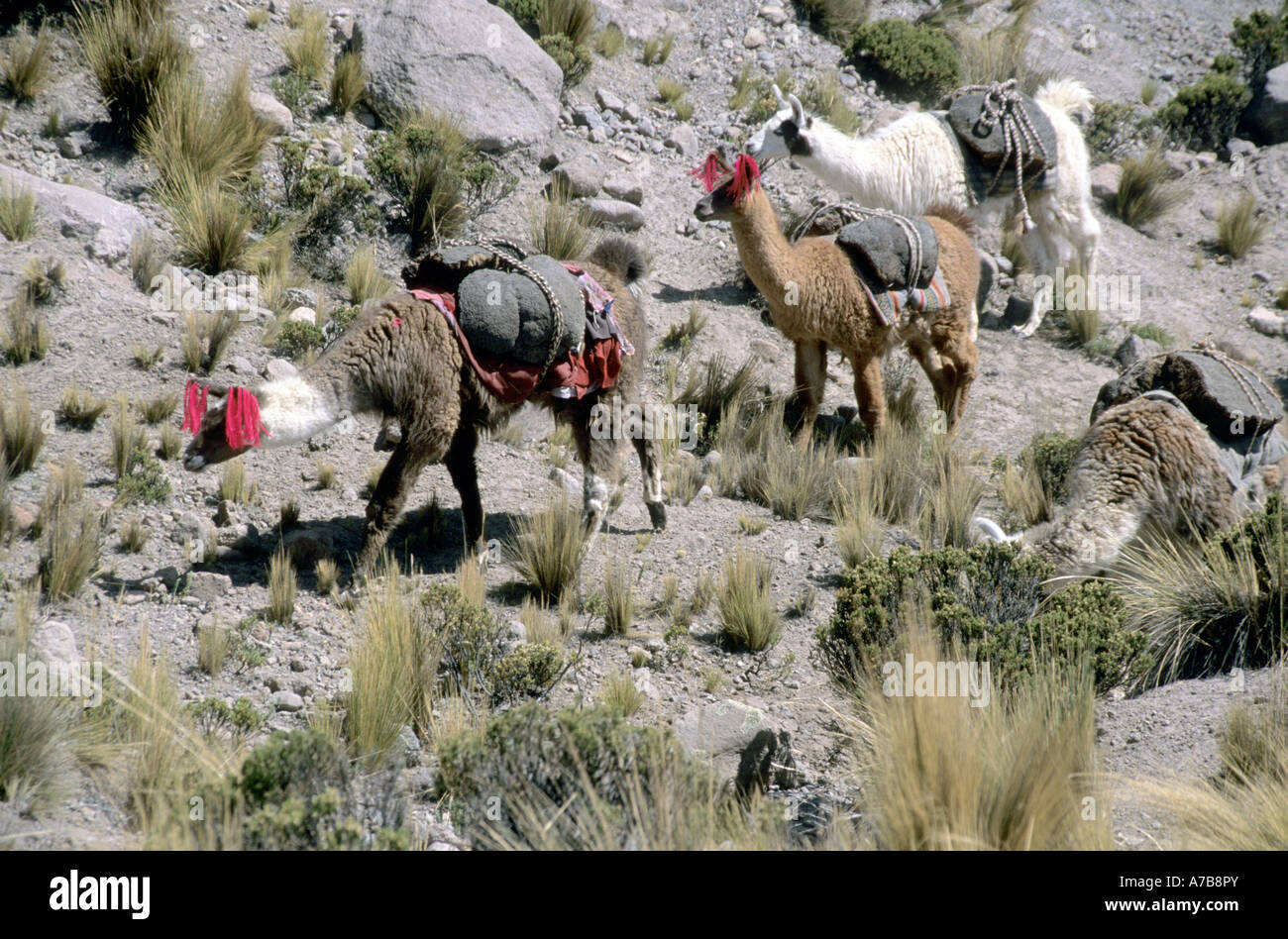Peru Pack Lama Stock Photo - Alamy
