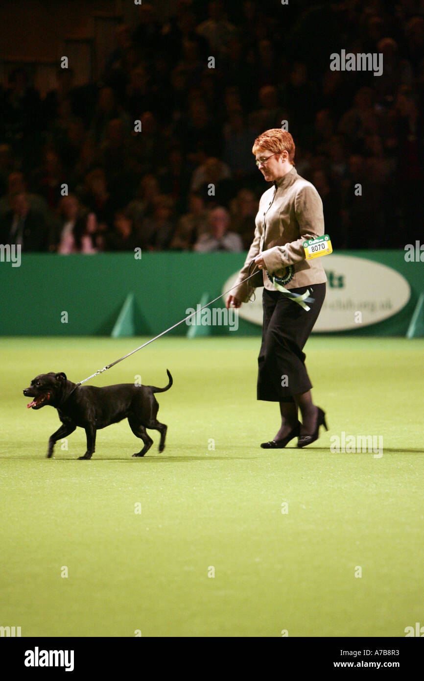 Crufts Dog Show main ring Stock Photo - Alamy