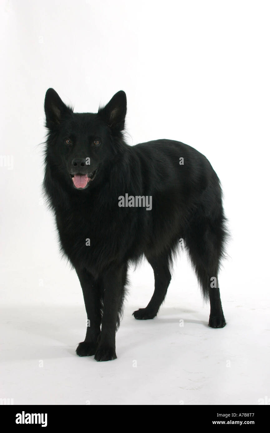 Old German Sheepdog Stock Photo - Alamy