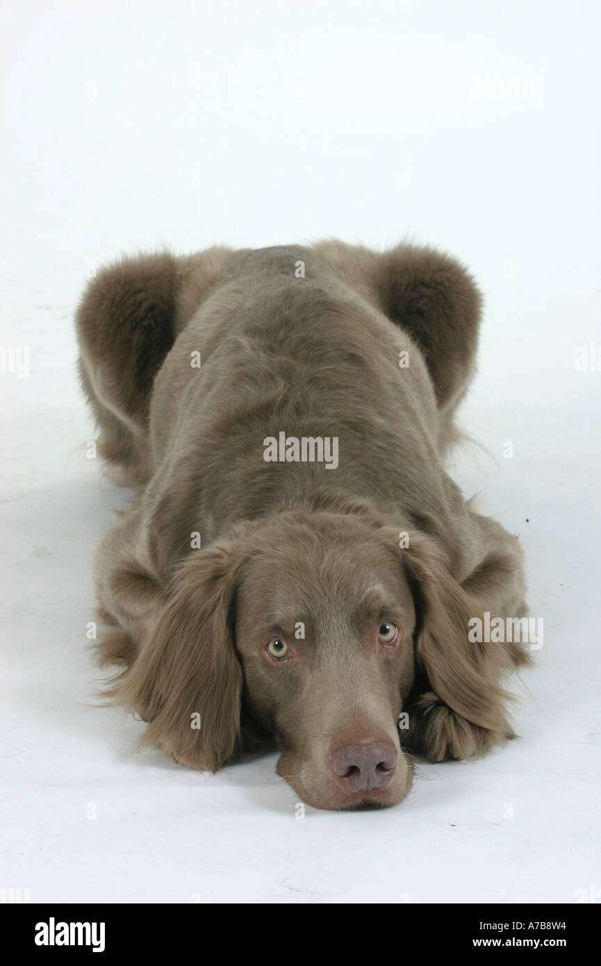 Long-haired Weimaraner Stock Photo - Alamy
