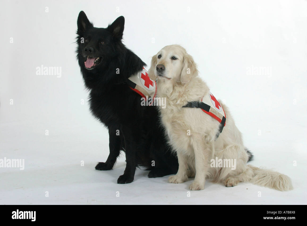 Two rescue dogs hi-res stock photography and images - Alamy