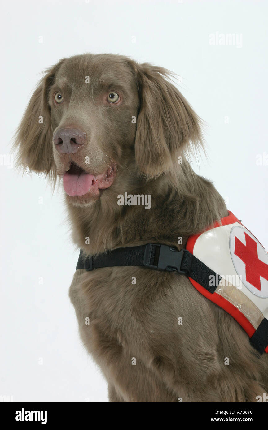 Rescue Dog Stock Photo - Alamy