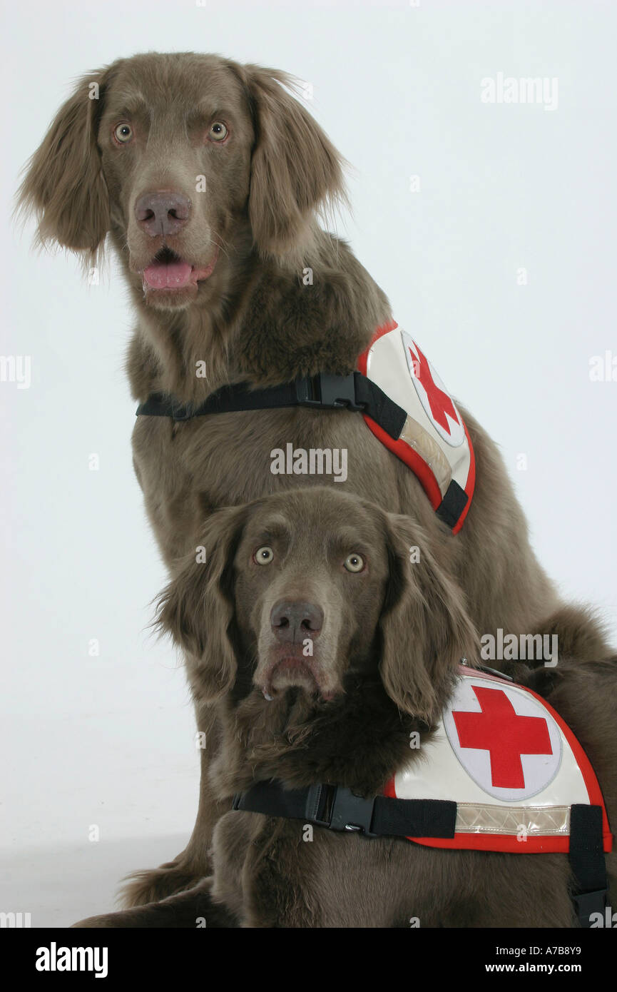 Rescue Dogs Stock Photo - Alamy