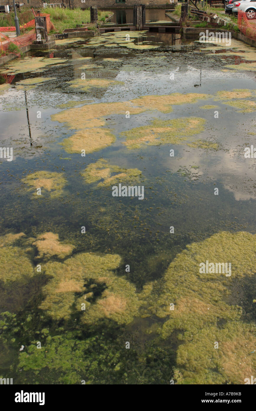 Scummy water hi-res stock photography and images - Alamy