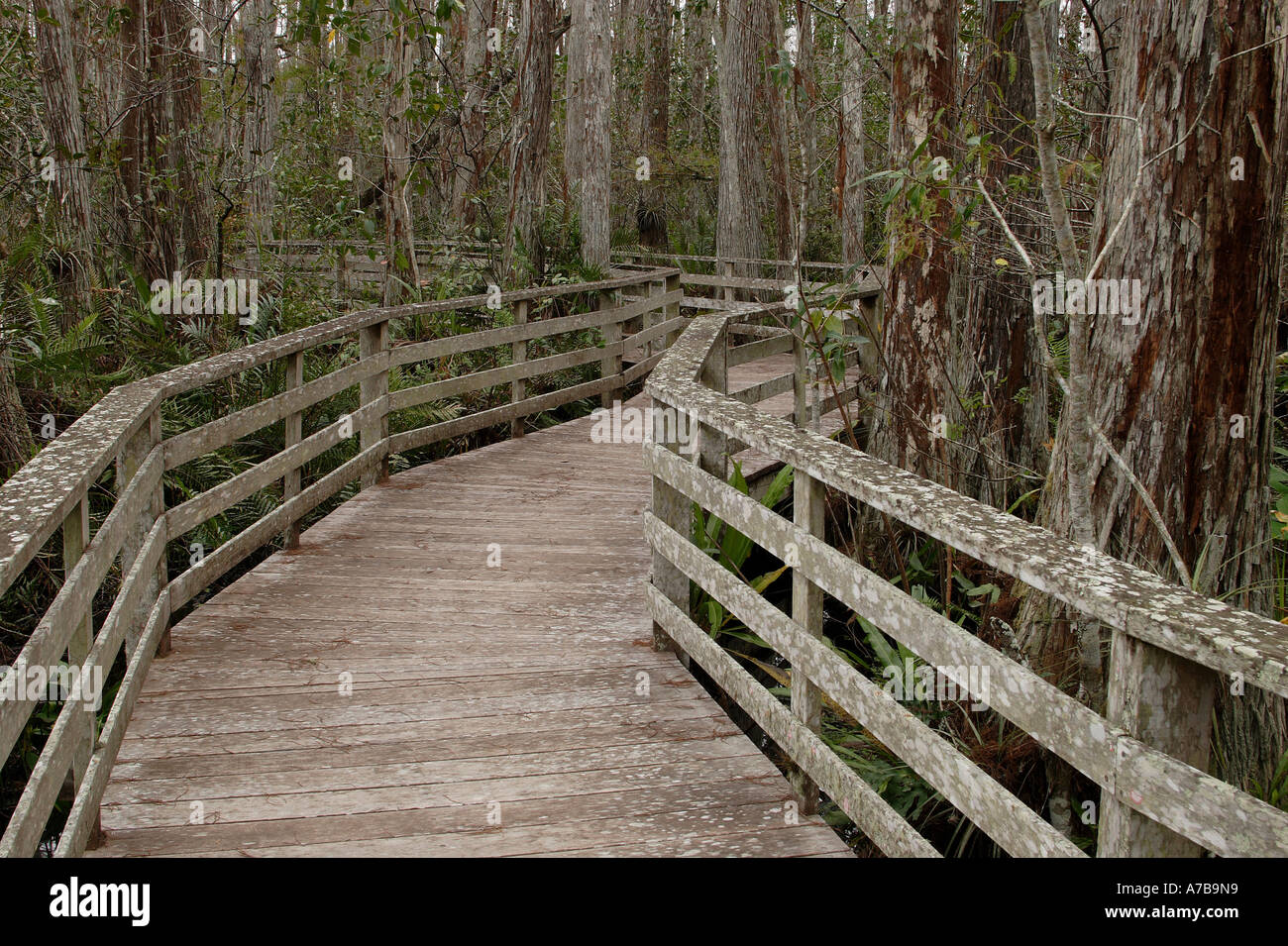 Corkscrew swamp sanctuary boardwalk hi-res stock photography and images ...