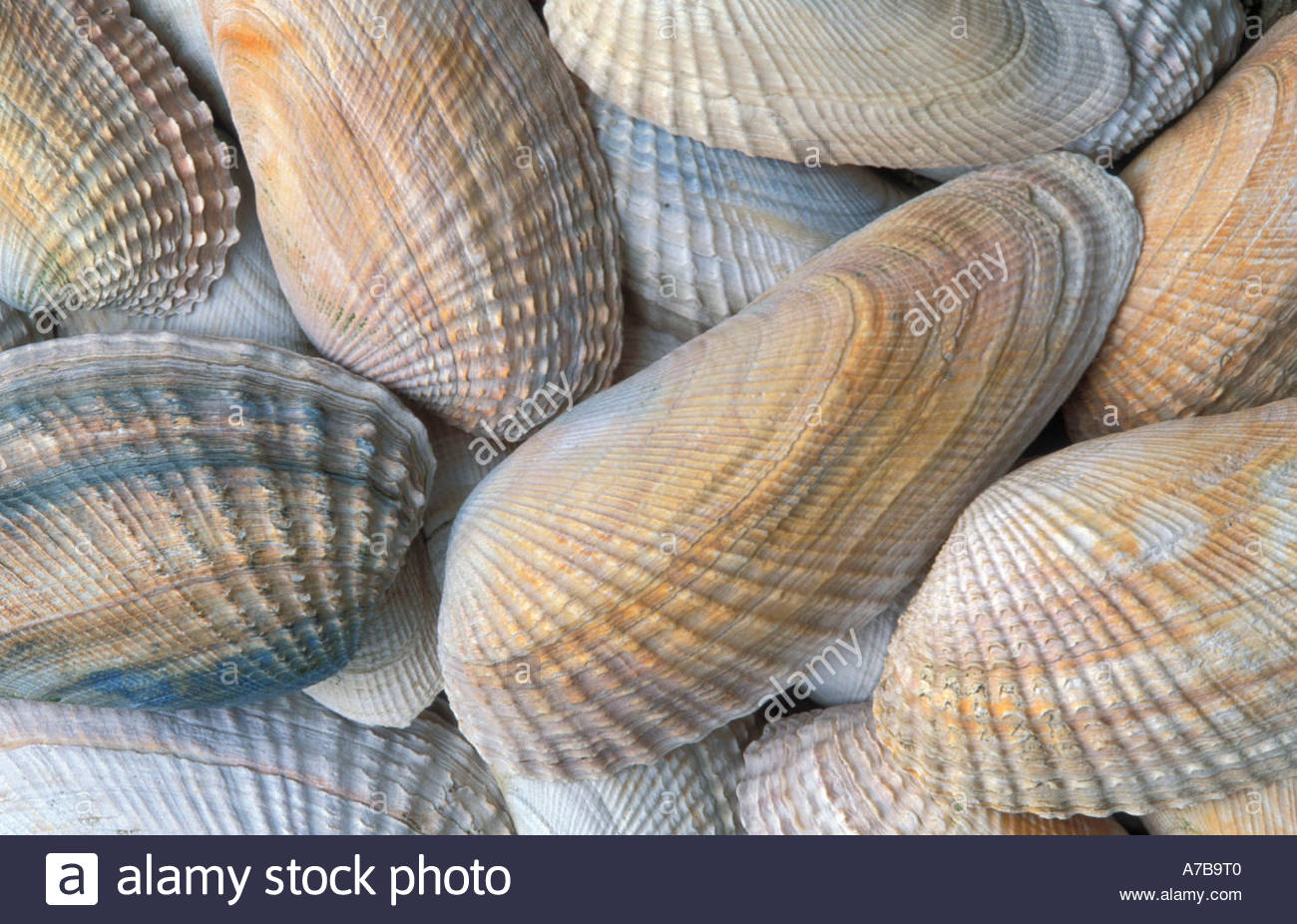 Piddock Stock Photos & Piddock Stock Images - Alamy