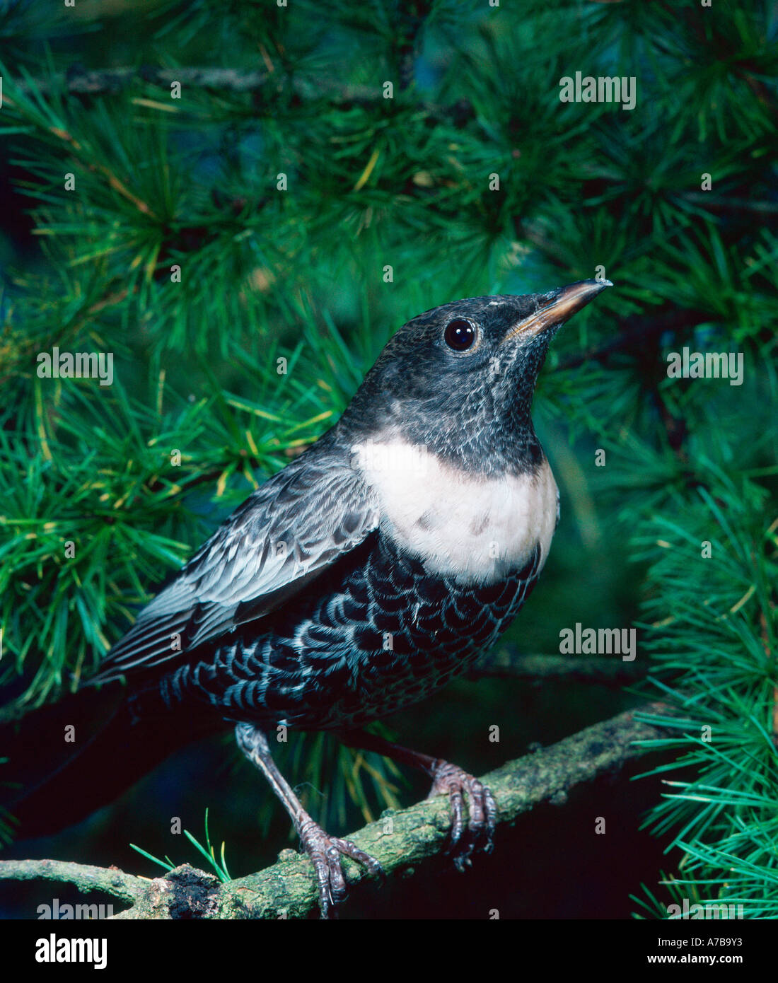 Ring Ouzel Stock Photos & Ring Ouzel Stock Images - Alamy