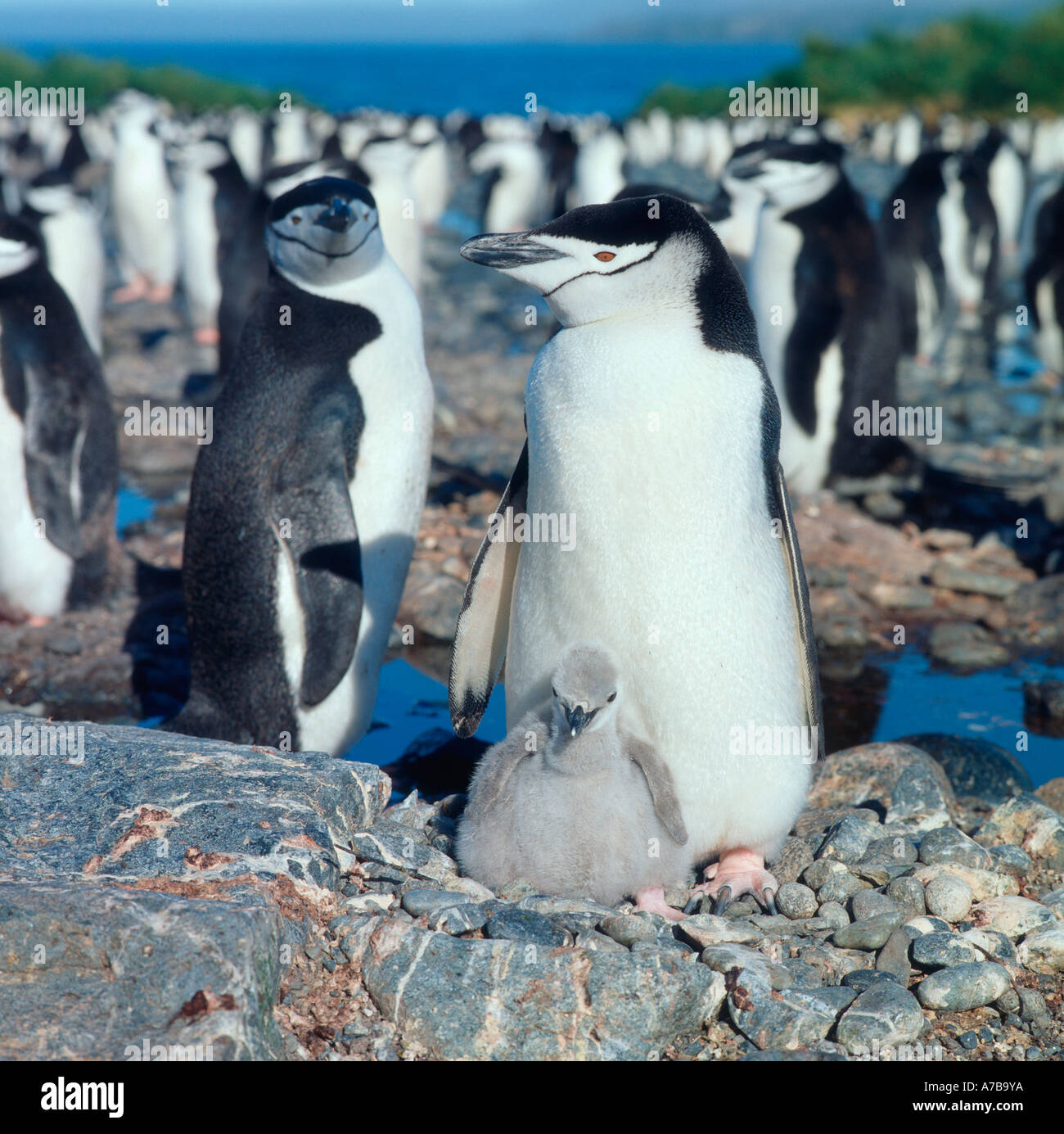 Chinstrap penguins and their young hi-res stock photography and images ...