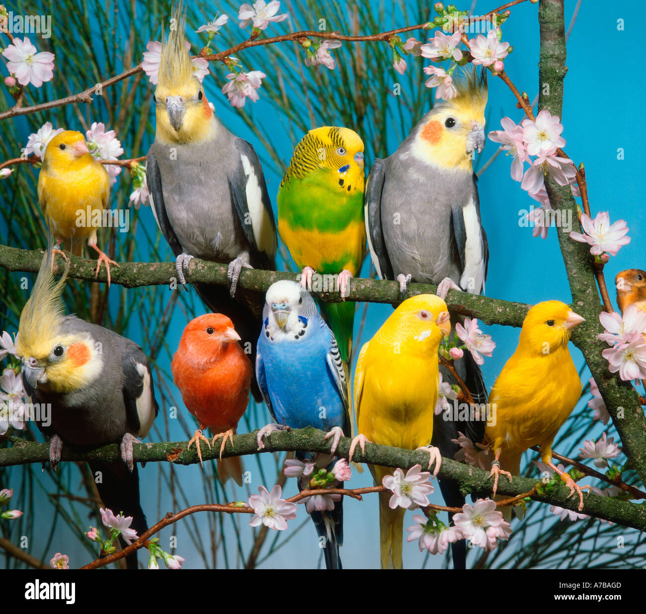 Nine birds hi-res stock photography and images - Alamy