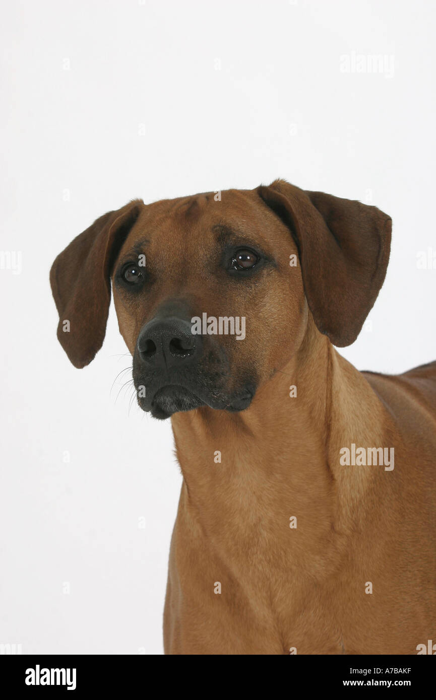 Rhodesian Ridgeback Stock Photo - Alamy