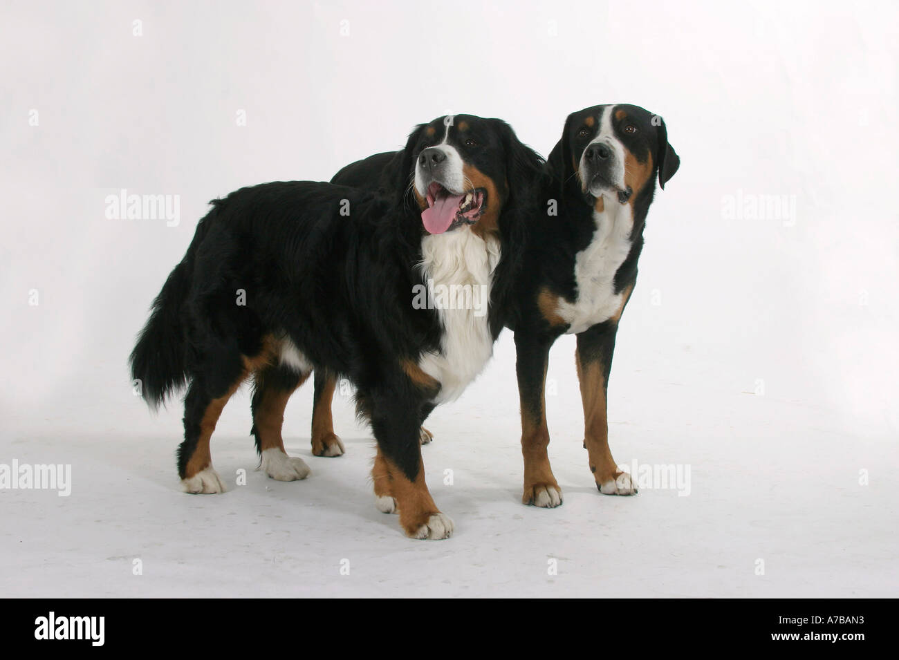 Mountain Dogs Stock Photo - Alamy