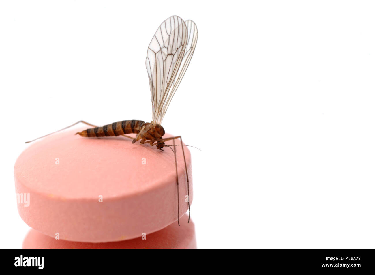 Anti Malaria tablets Malarone with mosquito in close up Made by Glaxo ...