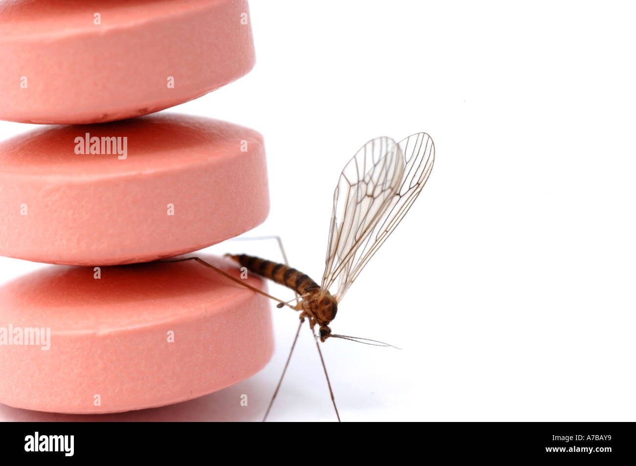 Anti Malaria tablets Malarone with mosquito in close up Made by Glaxo ...