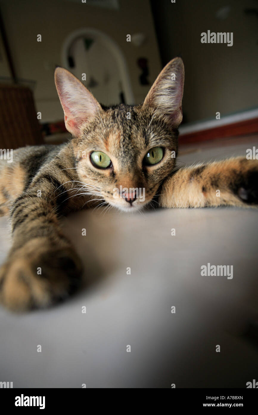 Cat with paw ready to strike Stock Photo - Alamy