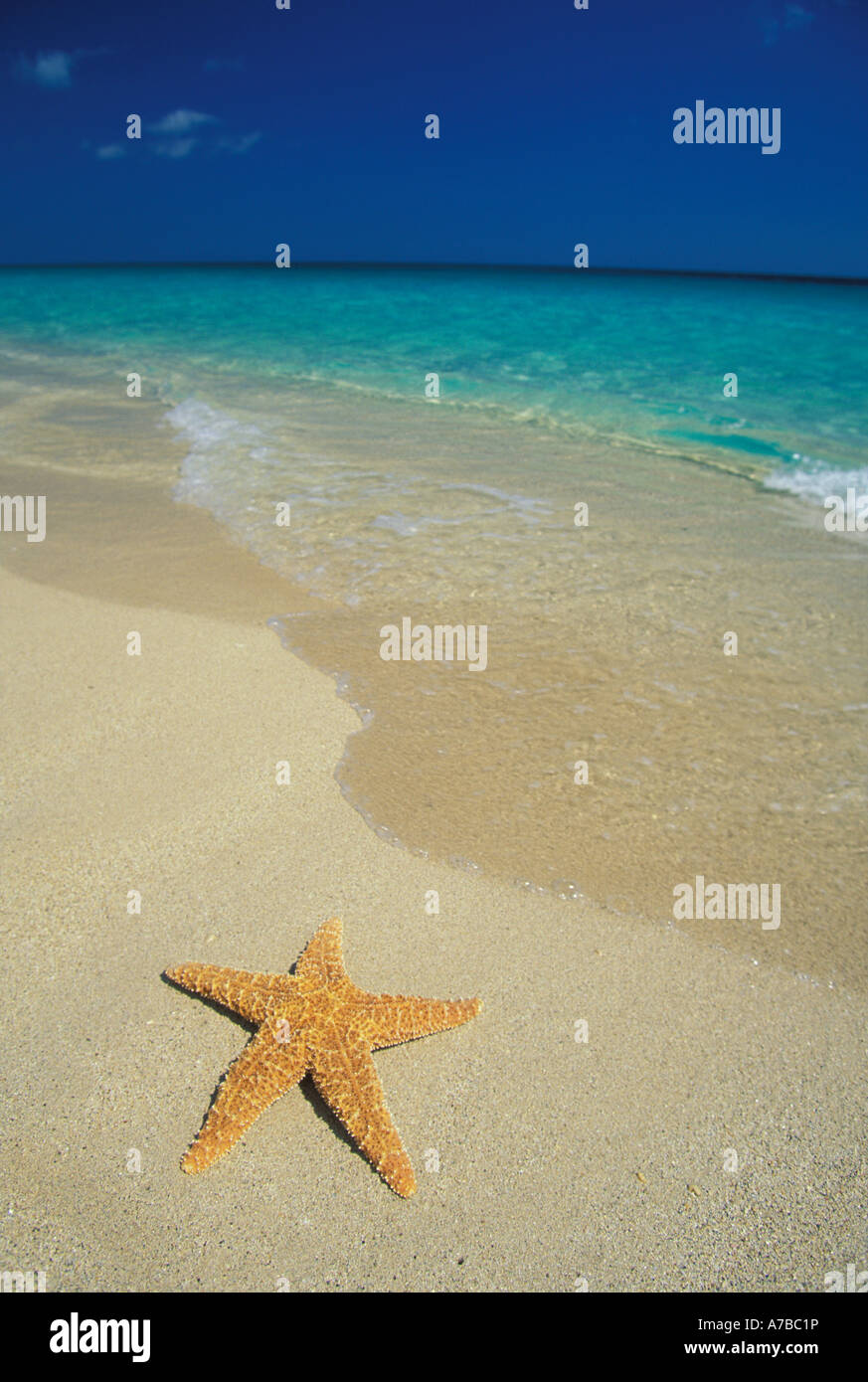 Starfish on sandy beach in Caribbean Stock Photo - Alamy