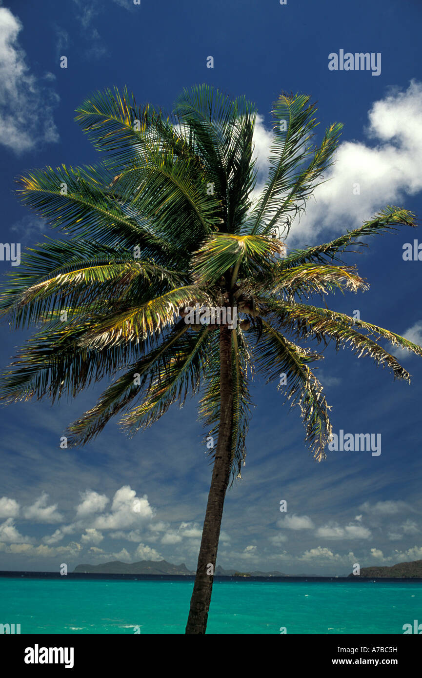 palm tree with Caribbean Sea Stock Photo - Alamy