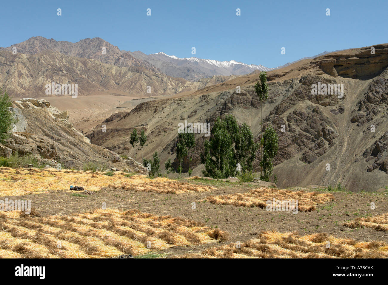harvest time alchi Stock Photo - Alamy