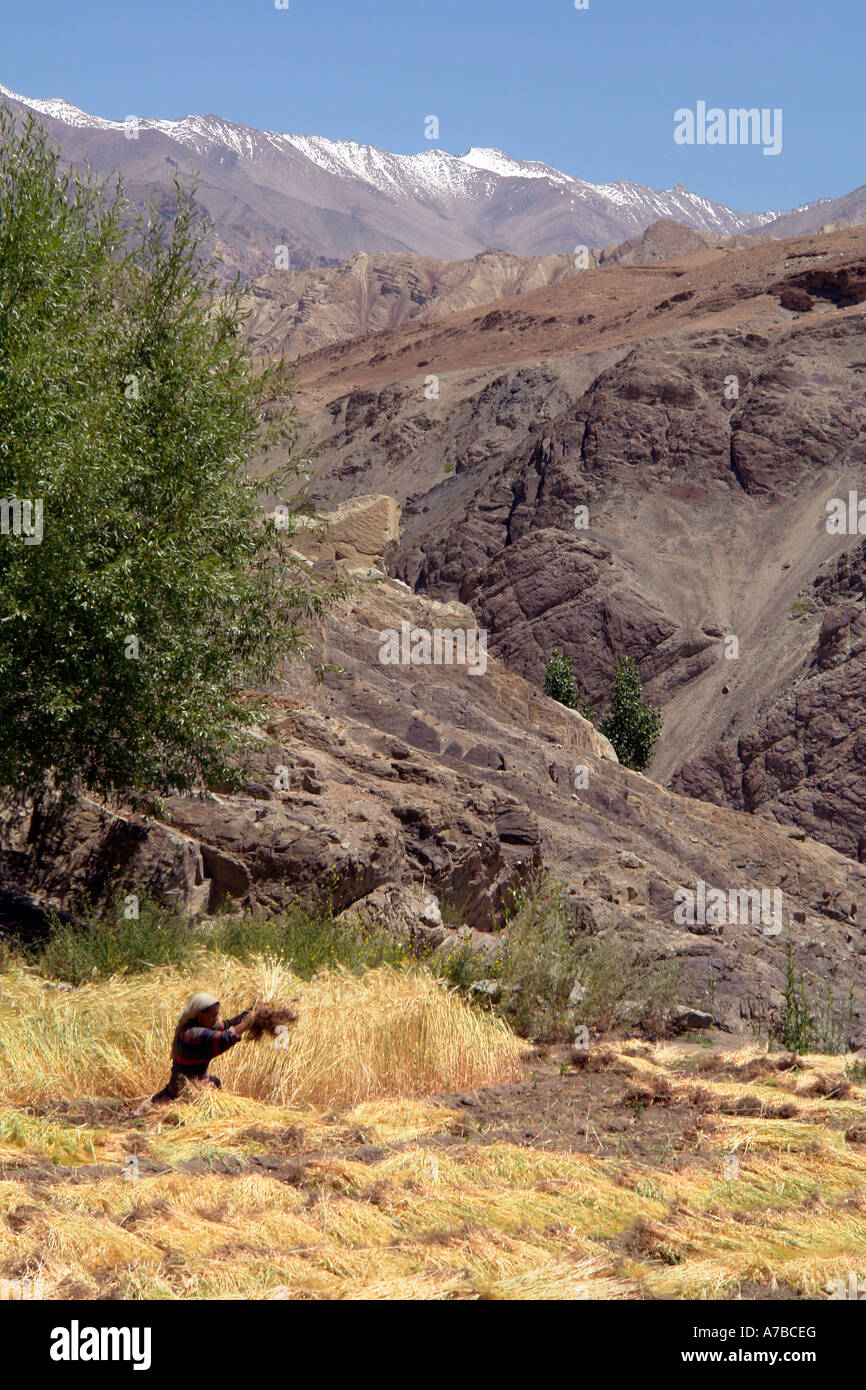 harvest time alchi Stock Photo - Alamy