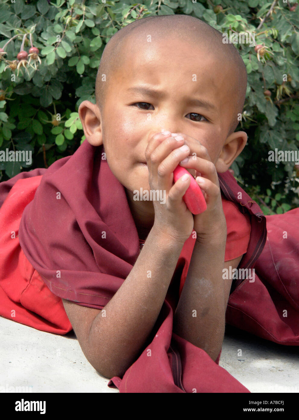 young monk at rizong Stock Photo - Alamy