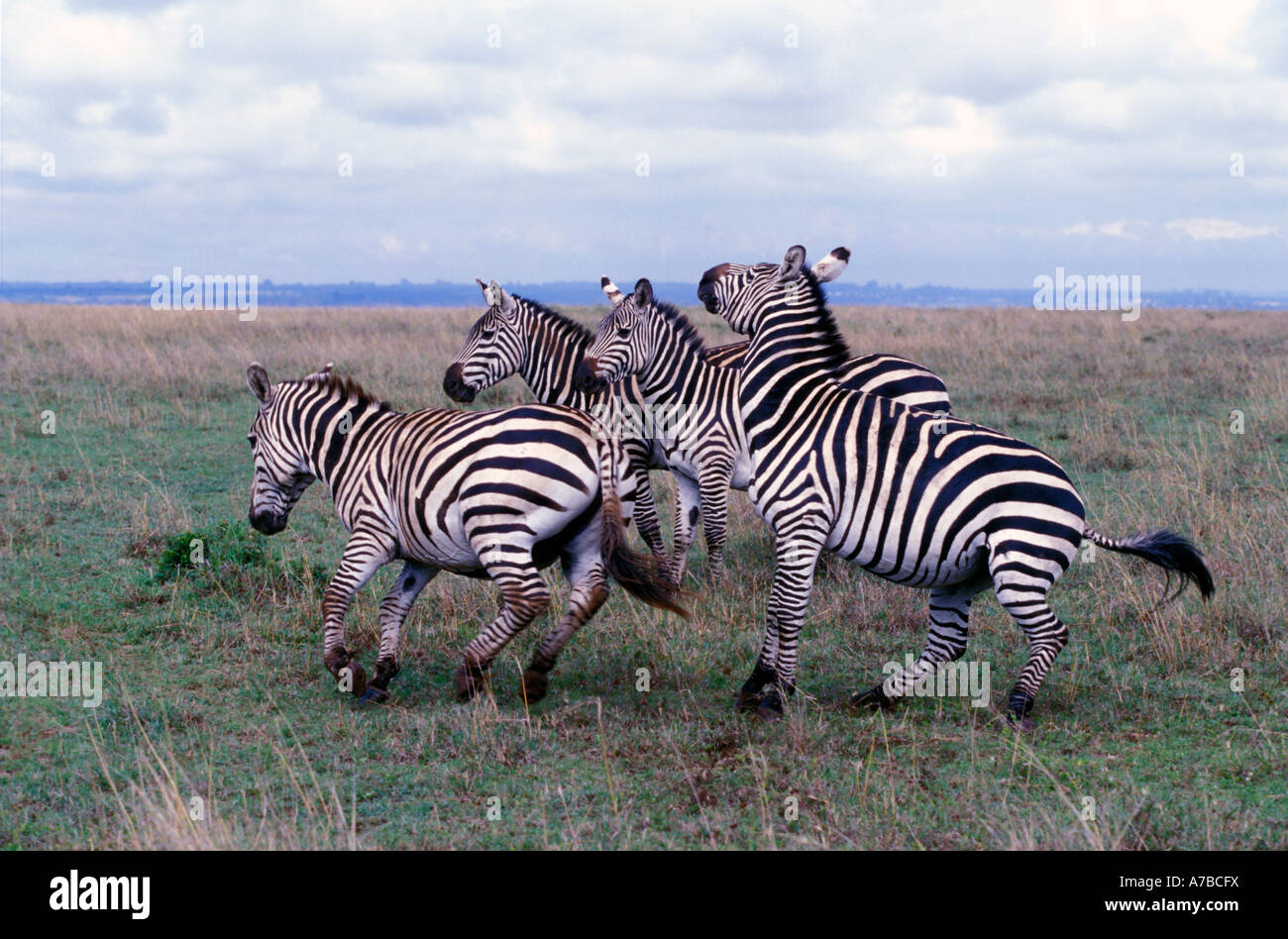 BURCHELL'S ZEBRA (Equus burchelli Stock Photo - Alamy