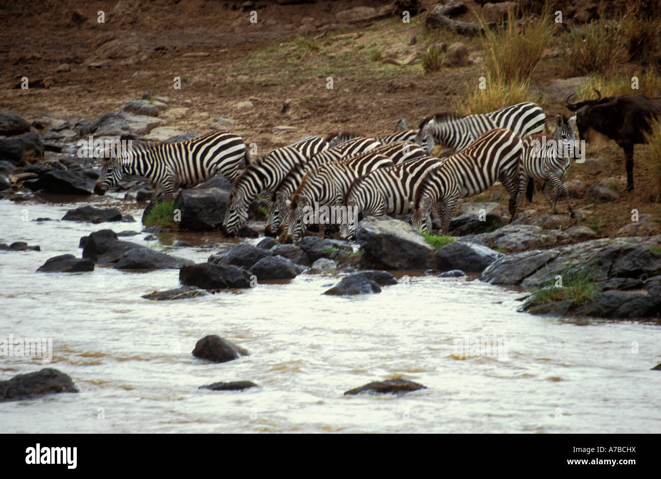 BURCHELL'S ZEBRA (Equus burchelli Stock Photo - Alamy