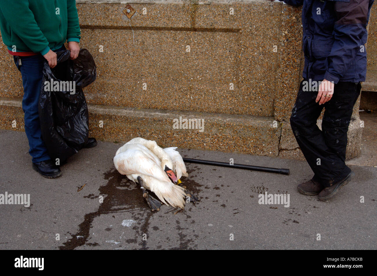 Dead Swan Stock Photo - Alamy