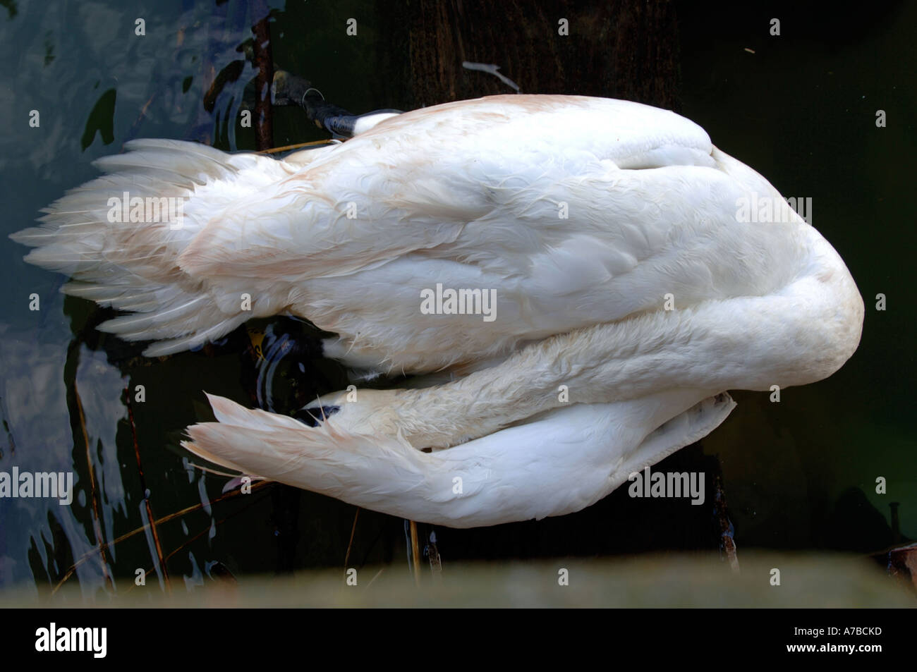 Dead Swan Stock Photo - Alamy