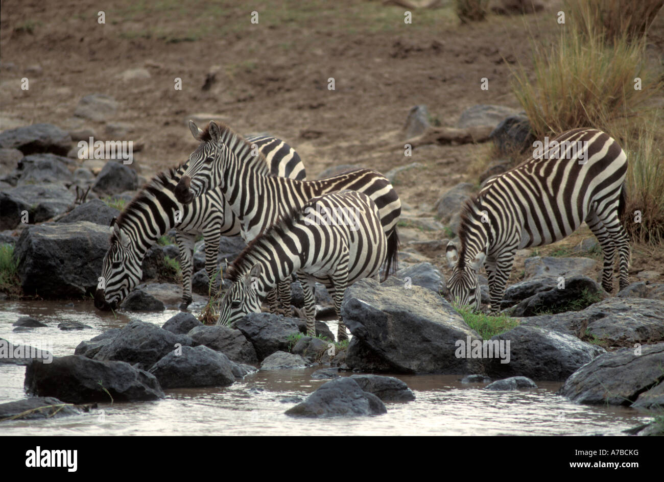 BURCHELL'S ZEBRA (Equus burchelli Stock Photo - Alamy
