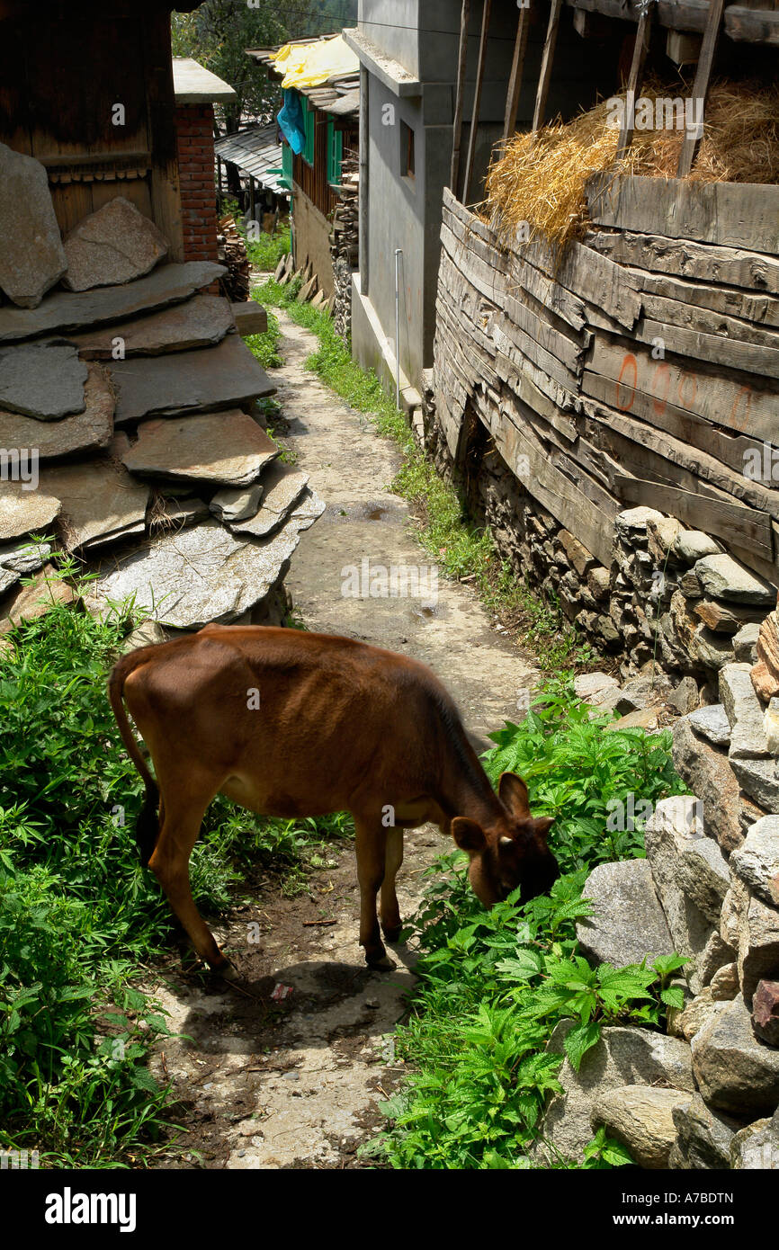 Vashisht hi-res stock photography and images - Alamy