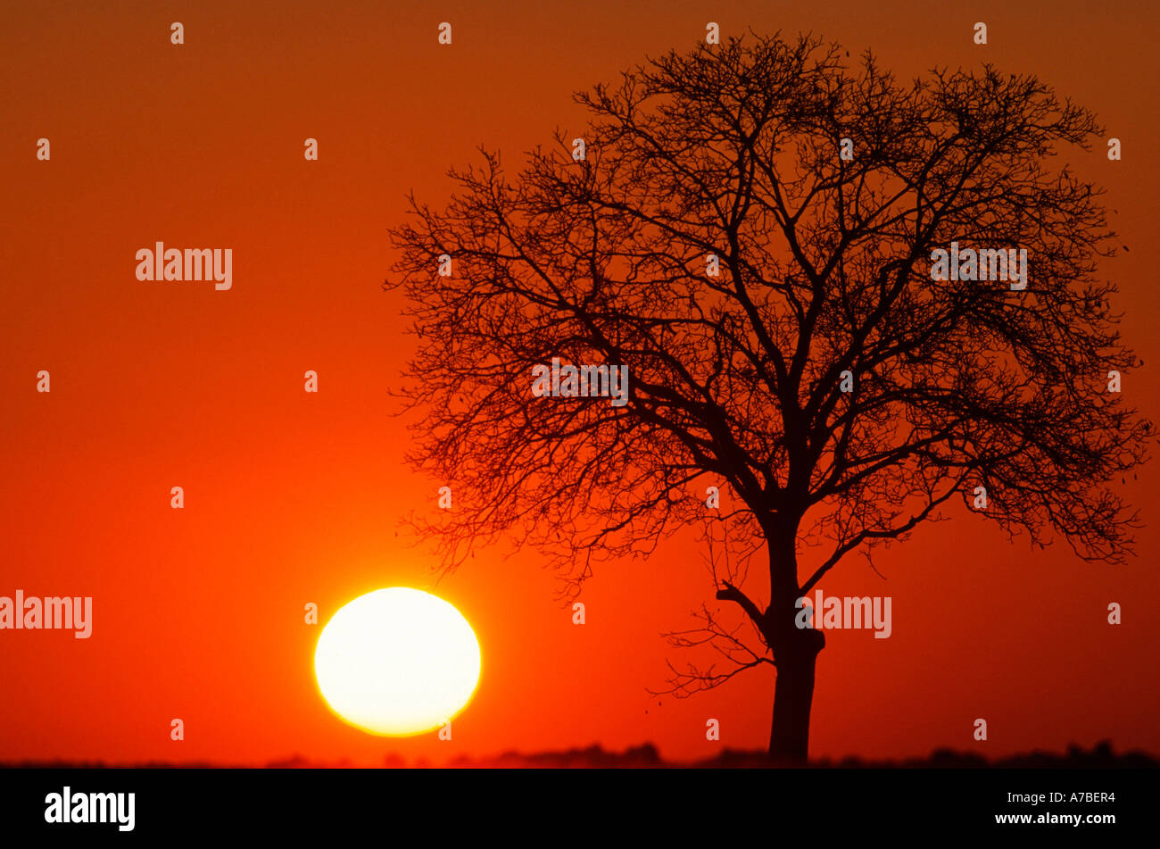 Tree at sunset Stock Photo - Alamy
