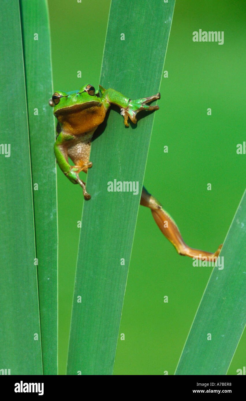 Tree Frog / Tree Toad Stock Photo - Alamy
