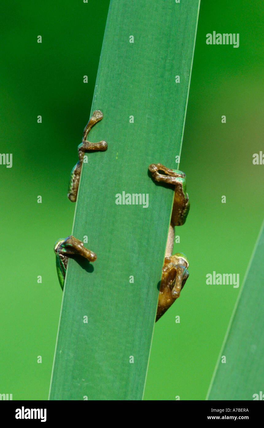 Toad feet hi-res stock photography and images - Alamy