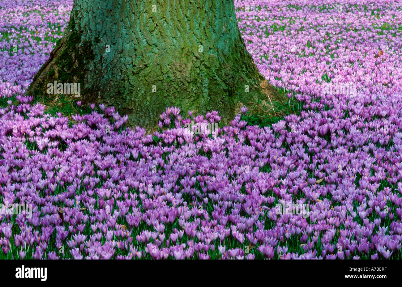 Husum crocus hi-res stock photography and images - Alamy